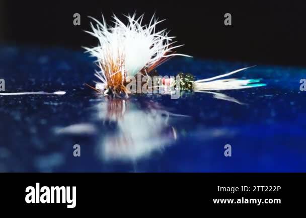 Dry flies Stock Videos & Footage - HD and 4K Video Clips - Alamy