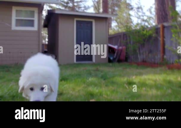 Great pyrenees run Stock Videos & Footage - HD and 4K Video Clips - Alamy