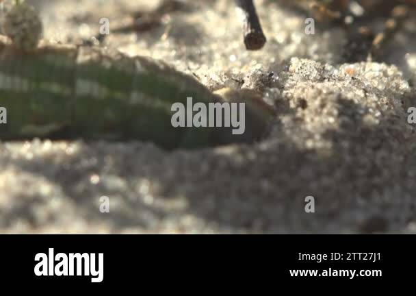 Thick green caterpillar crawling through sand. Digging a burrow for ...