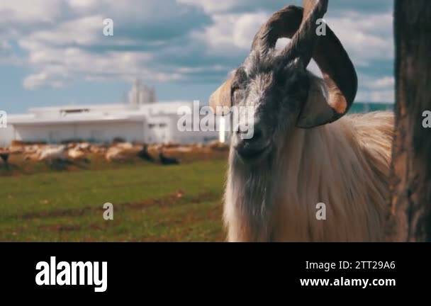 Alpha male herd of sheep Stock Videos & Footage - HD and 4K Video Clips ...