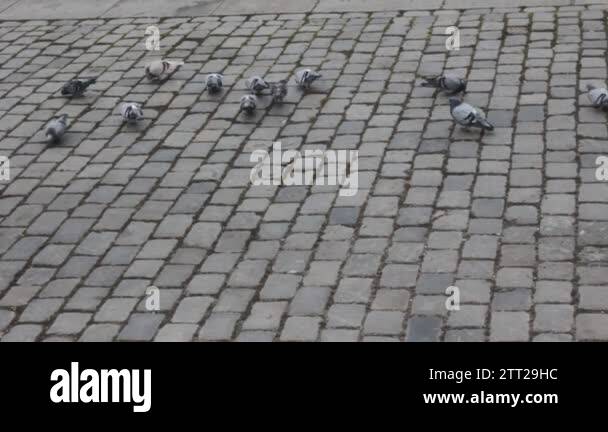 Plot detail Stock Videos & Footage - HD and 4K Video Clips - Alamy