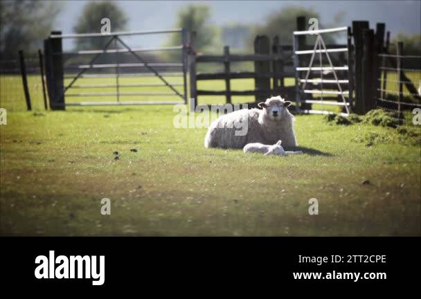 English rural scene farm Stock Videos & Footage - HD and 4K Video Clips ...