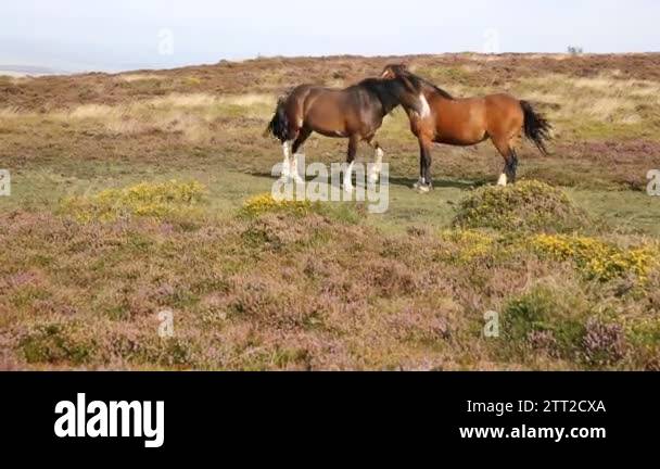 Rejected animal Stock Videos & Footage - HD and 4K Video Clips - Alamy