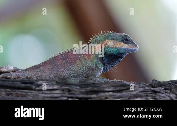 Color of skin Stock Videos & Footage - HD and 4K Video Clips - Alamy