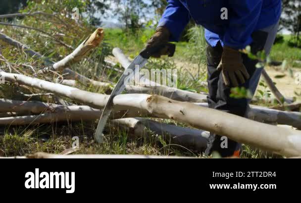Cutting tree branch Stock Videos & Footage - HD and 4K Video Clips - Alamy