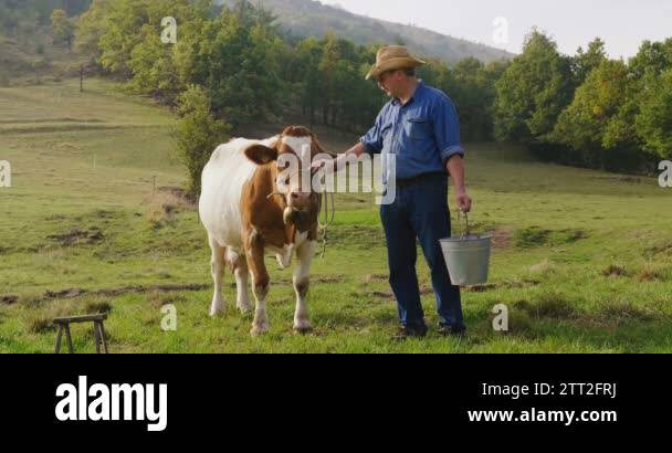 A farmer breeds and cows his cow in nature according to ancient ...