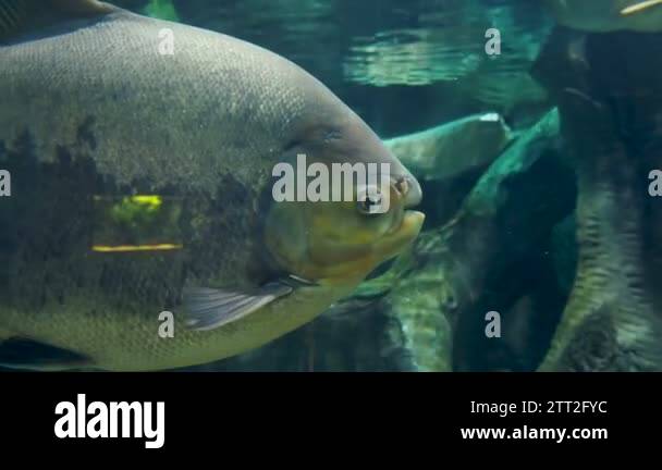 Tambaqui, or Colossoma macropomum, or black pacu, black-finned pacu ...