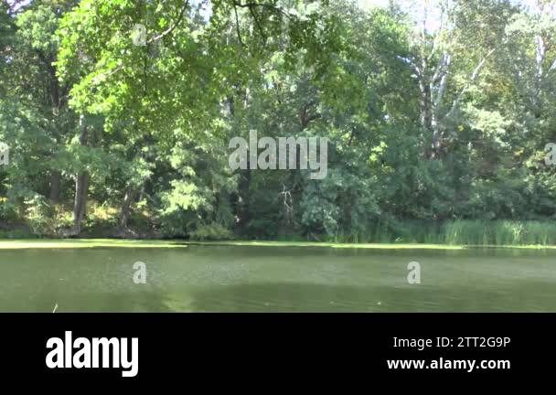 Green trees flowing river Stock Videos & Footage - HD and 4K Video ...