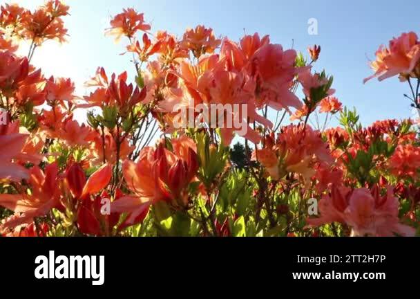 Azalea flowers in light Stock Videos & Footage - HD and 4K Video Clips ...