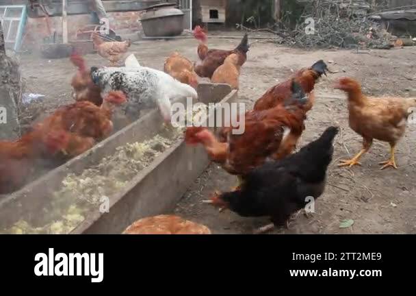 Rooster hens poultry domestic Stock Videos & Footage - HD and 4K Video ...