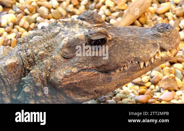 Dwarf crocodile (Osteolaemus tetraspis), also known commonly as the ...