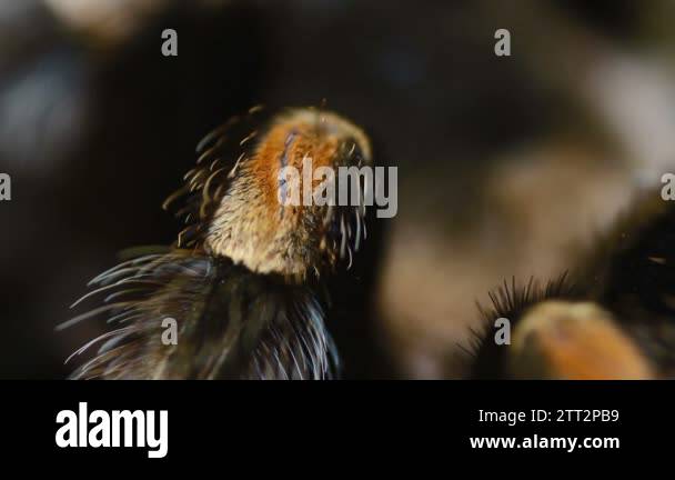 close-up leg Mexican Redknee Tarantula close-up leg (Brachypelma smithi ...