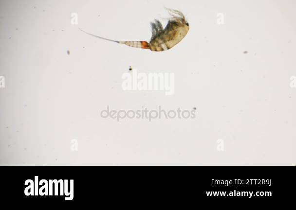 Science micro copepods Stock Videos & Footage - HD and 4K Video Clips ...