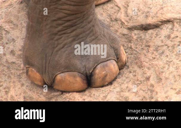 Elephant foot Stock Videos & Footage - HD and 4K Video Clips - Alamy