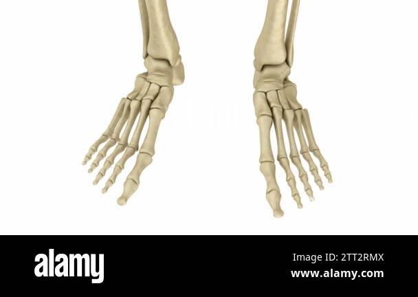 Skeletal anatomy of the foot Stock Videos & Footage - HD and 4K Video ...
