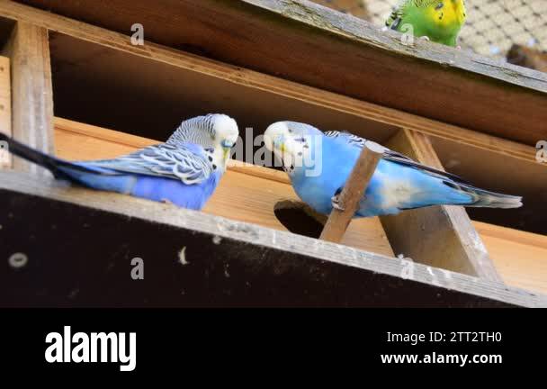 Zwei Stock Videos & Footage - HD and 4K Video Clips - Alamy
