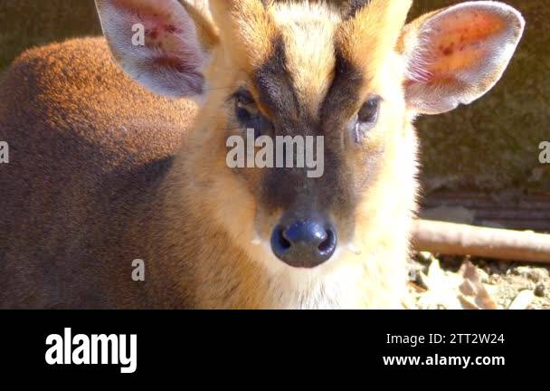 Indian mouse deer Stock Videos & Footage - HD and 4K Video Clips - Alamy