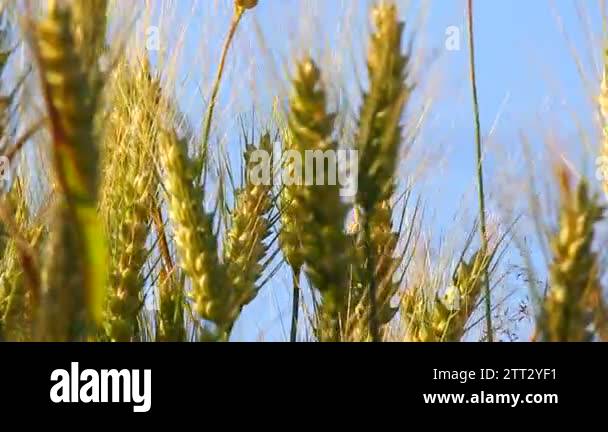 Spring grains Stock Videos & Footage - HD and 4K Video Clips - Alamy