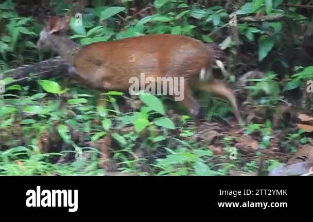 Brocket Stock Videos & Footage - HD and 4K Video Clips - Alamy