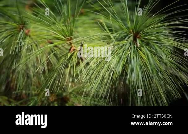 Pain tree Stock Videos & Footage - HD and 4K Video Clips - Alamy