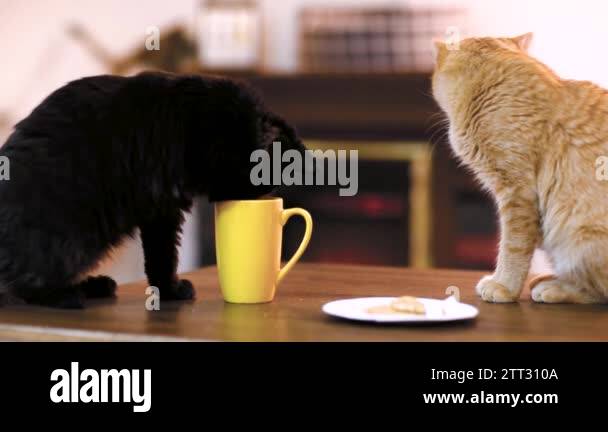 Cat tea house Stock Videos & Footage - HD and 4K Video Clips - Alamy