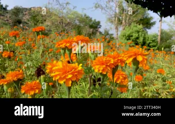 Marigold flower as a new Indian symbol of remembrance of Indian ...