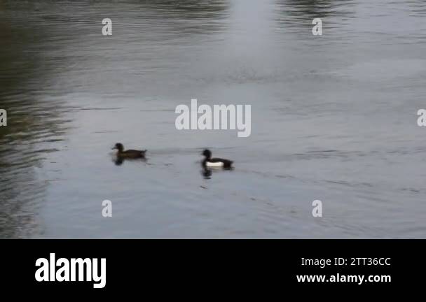 Perkins duck Stock Videos & Footage - HD and 4K Video Clips - Alamy