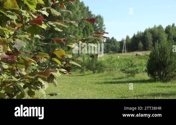 Hazel farm Stock Videos & Footage - HD and 4K Video Clips - Alamy