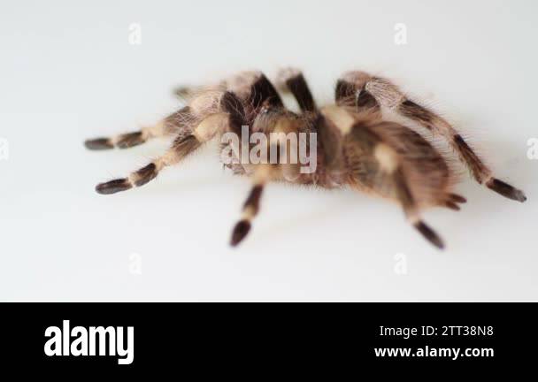 Brazilian Black And White Tarantula Nhandu coloratovillosus on white ...