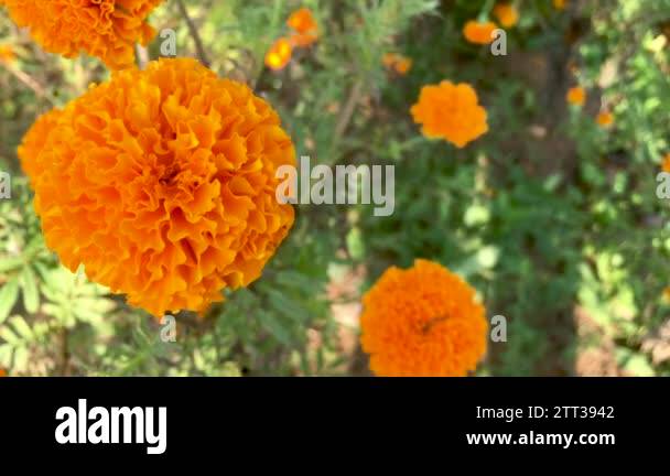 Marigold flower as a new Indian symbol of remembrance of Indian ...