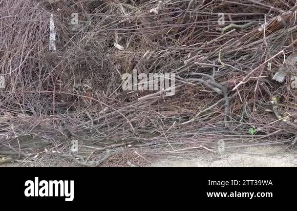 Tree wood branch recycling Stock Videos & Footage - HD and 4K Video ...
