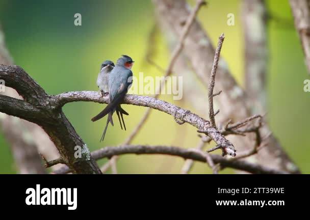 Apodidae Stock Videos & Footage - HD and 4K Video Clips - Alamy