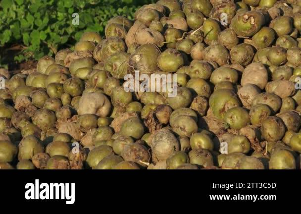 Bad agricultural land Stock Videos & Footage - HD and 4K Video Clips ...