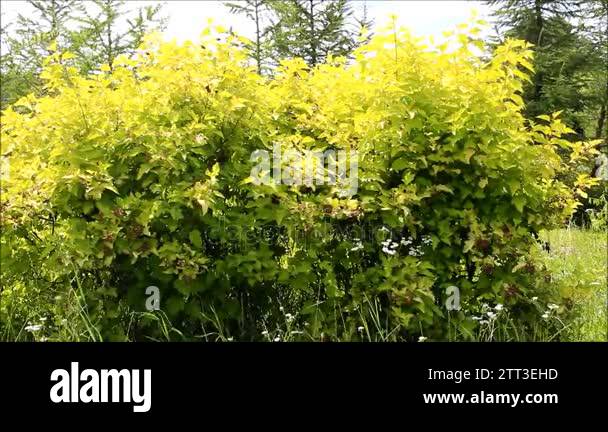 Atlantic ninebark physocarpus opulifolius Stock Videos & Footage - HD ...