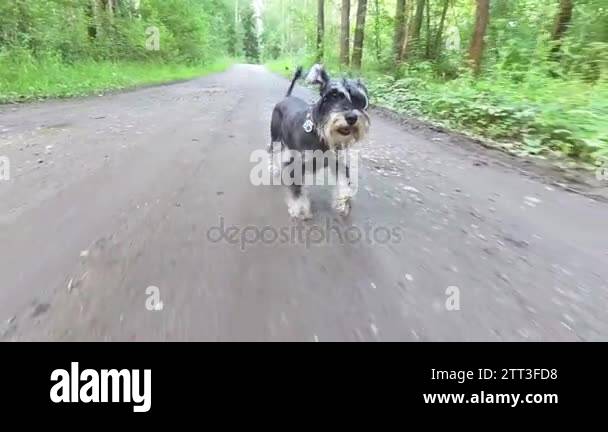 Miniature schnauzer dog summer Stock Videos & Footage - HD and 4K Video ...