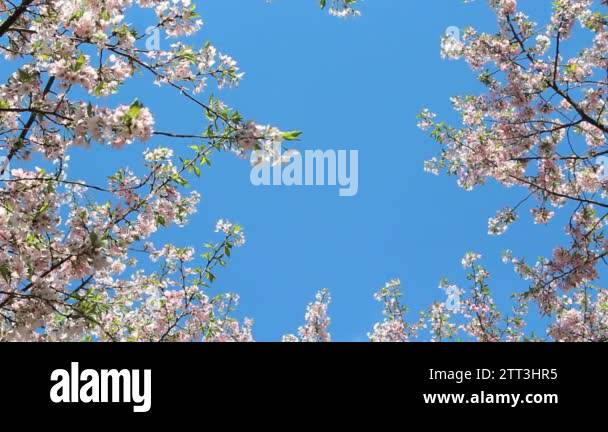 Blossom canopy Stock Videos & Footage - HD and 4K Video Clips - Alamy