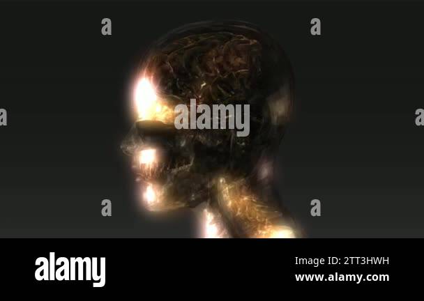 Head anatomy Stock Videos & Footage - HD and 4K Video Clips - Alamy