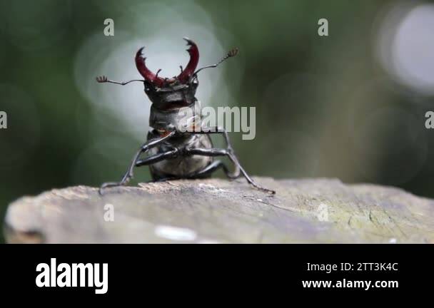 Coleopterous insect Stock Videos & Footage - HD and 4K Video Clips - Alamy