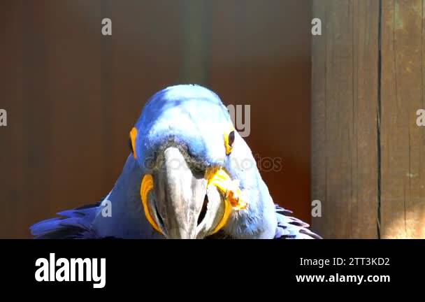 Species of macaw native Stock Videos & Footage - HD and 4K Video Clips ...