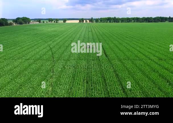 Young shoots of corn on the field in rows, a farm for growing corn ...