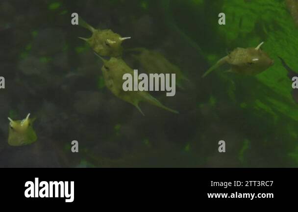 Yellow fish cow swimming in water on fishing farm. Breeding and ...