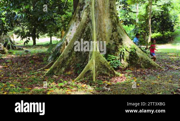 Children playing around tree Stock Videos & Footage - HD and 4K Video ...