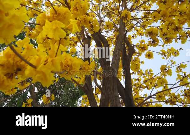 Beautiful tree of gold Stock Videos & Footage - HD and 4K Video Clips ...