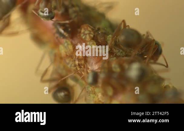Insects macro. Ants graze and extract milk from colonies aphids that ...