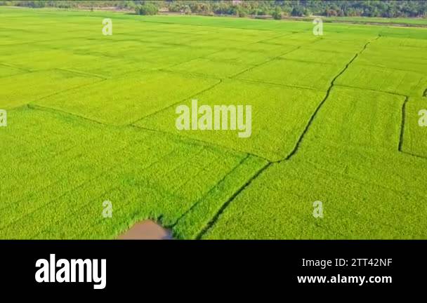 rice fields divided to plots by water channels and pathways Stock Video ...