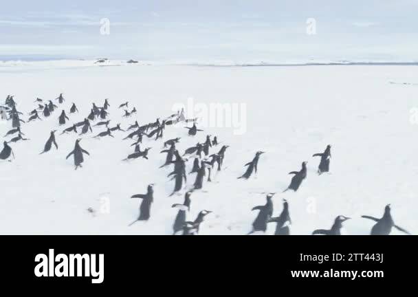 Antarctica penguins Stock Videos & Footage - HD and 4K Video Clips - Alamy