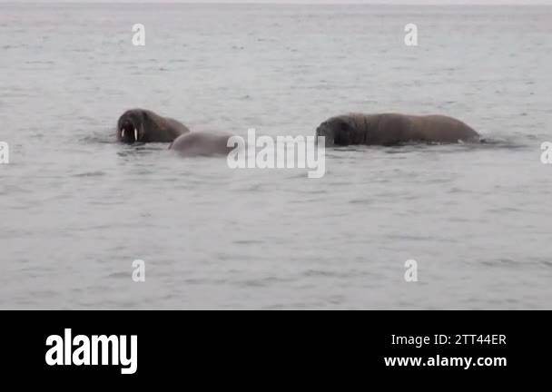 Swim in the arctic sea Stock Videos & Footage - HD and 4K Video Clips ...