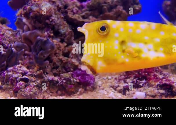 Longhorn cowfish, Lactoria cornuta, also called horned boxfish, is ...