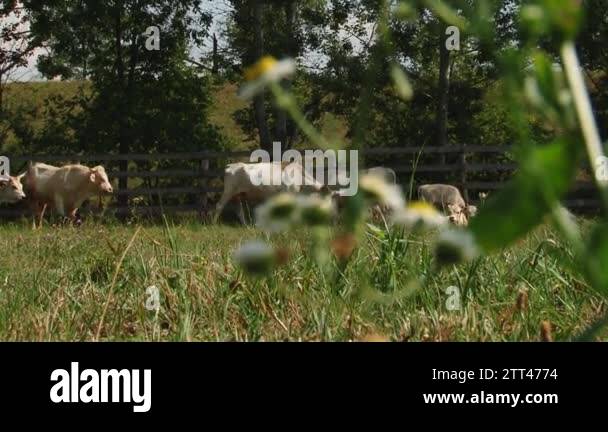 Gray horns Stock Videos & Footage - HD and 4K Video Clips - Alamy