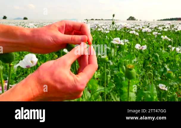 Man hand open flower bud of white poppy in field. Check of color of the ...